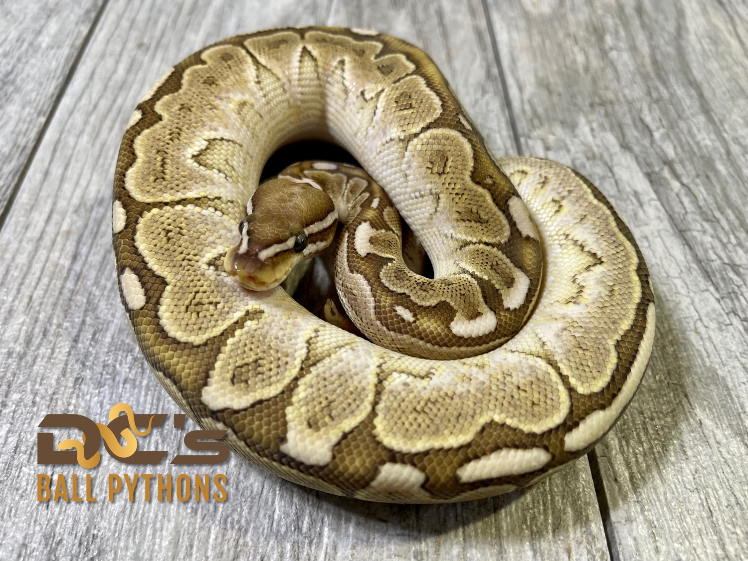 Bamboo Ball Python by DC's Ball Pythons - MorphMarket
