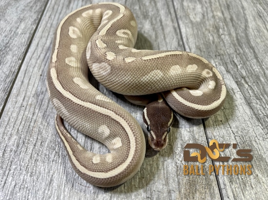 Mystic Potion Ball Python by DC's Ball Pythons