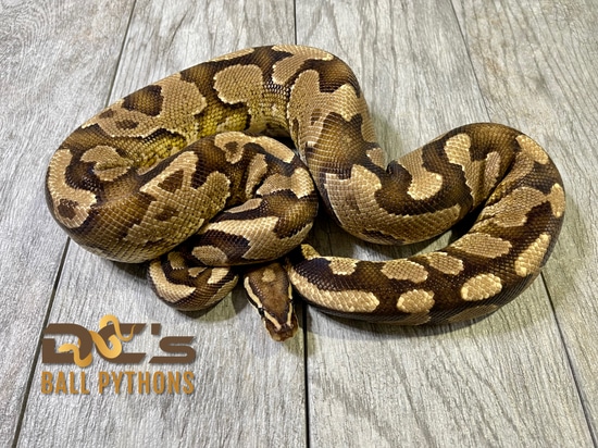 Disco Yellow Belly - Proven Breeder Ball Python by DC's Ball Pythons