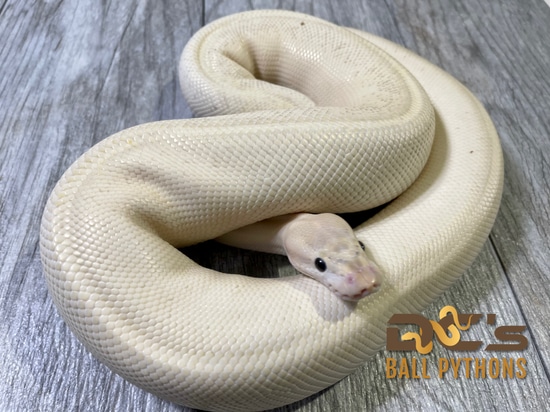 Puma - Breeder Age - Ships Free Ball Python by DC's Ball Pythons