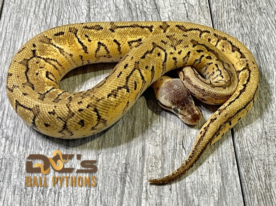 Pastel Pinstripe Yellow Belly Het Desert Ghost Ball Python by DC's Ball ...