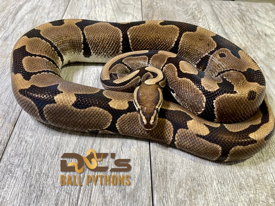 Super Blade - Breeder Age Ball Python by DC's Ball Pythons