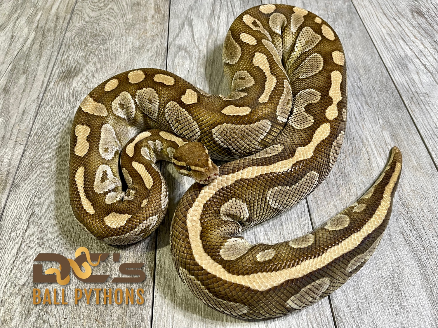 Lesser - Proven Breeder Ball Python by DC's Ball Pythons - MorphMarket