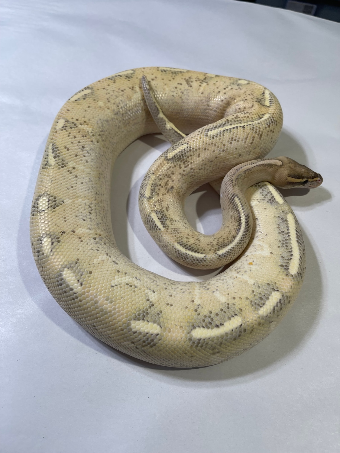 Highway Breeder Age Ball Python by DC's Ball Pythons - MorphMarket