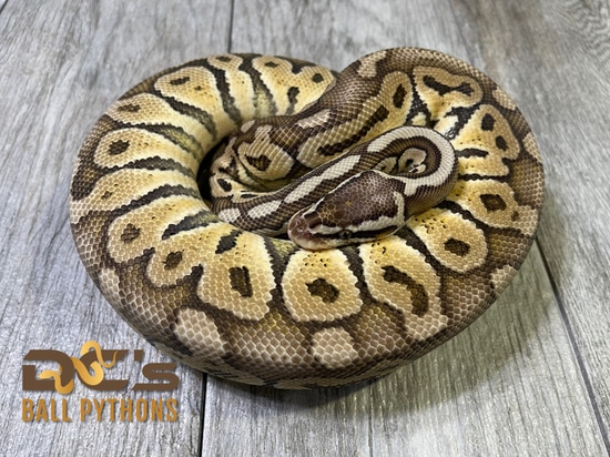 Super Pastel Special - NoCo Line RTB Ball Python by DC's Ball Pythons