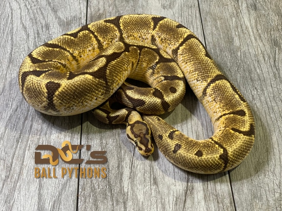 Asphalt Enchi Spider - RTB Ball Python by DC's Ball Pythons