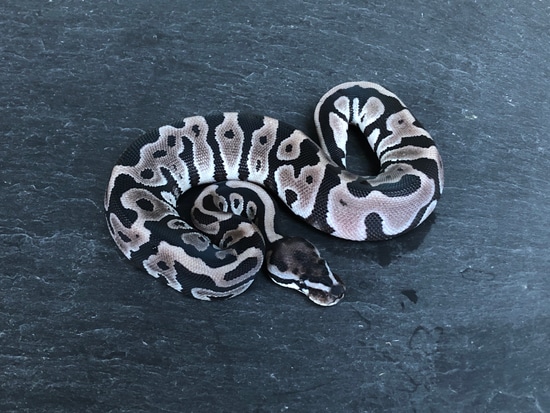 TSK Axanthic Leopard Ball Python by Snakes by DC
