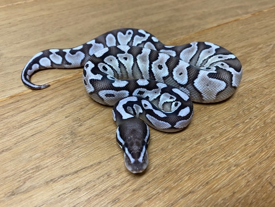 TSK Axanthic Lesser Ball Python by Snakes by DC