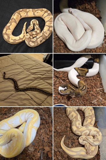 Final Chance, Collection Sale Ending ! Ball Python by DC Herps