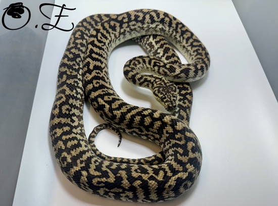 Caramel Zebra Other Carpet Python by Obscure Exotics