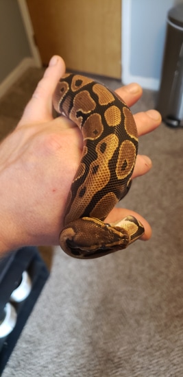 Arroyo Het Puzzle Ball Python by Matter's Morphs