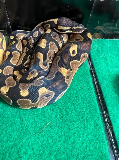 Black Pastel Calico Pos Fusion Ball Python by Matter's Morphs