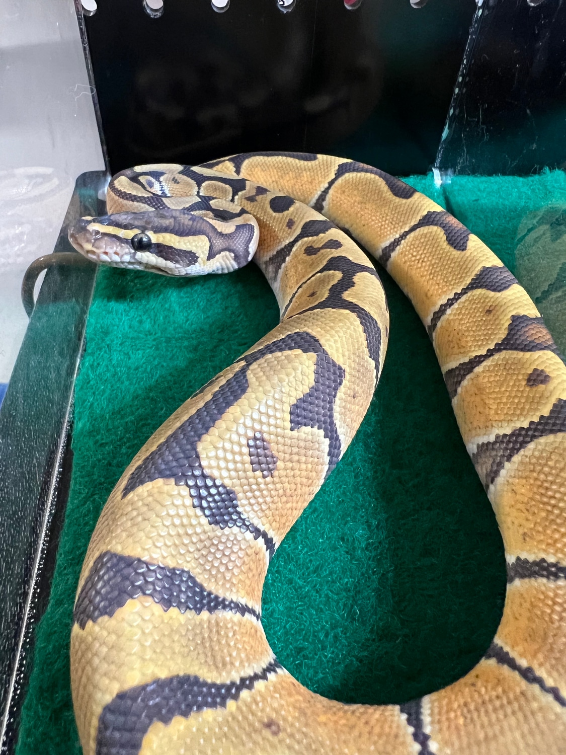 Hypo Yellow Belly Enchi Ball Python by Matter's Morphs - MorphMarket