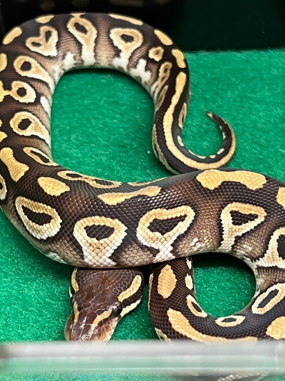 Phantom Ball Python by Matter's Morphs