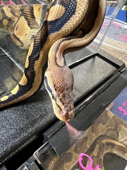 Pastel Arroyo Het Puzzle Ball Python by Matter's Morphs