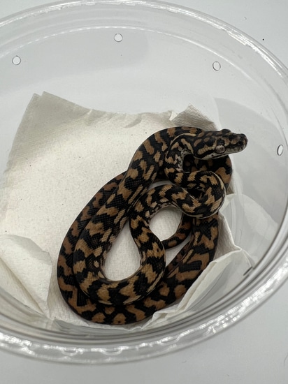 Carpet Python Other Carpet Python by Matter's Morphs