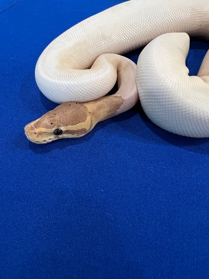Banana Black Pastel Pied 50% Het Albino Ball Python by Matter's Morphs