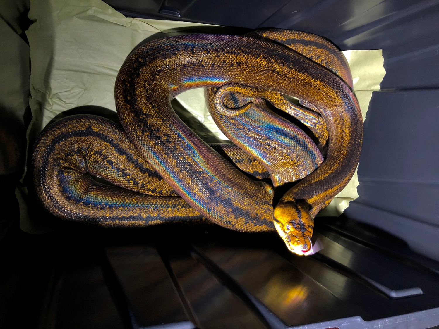 2014 Male GoldenChild Platinum Tiger Het Purple Albino Reticulated ...