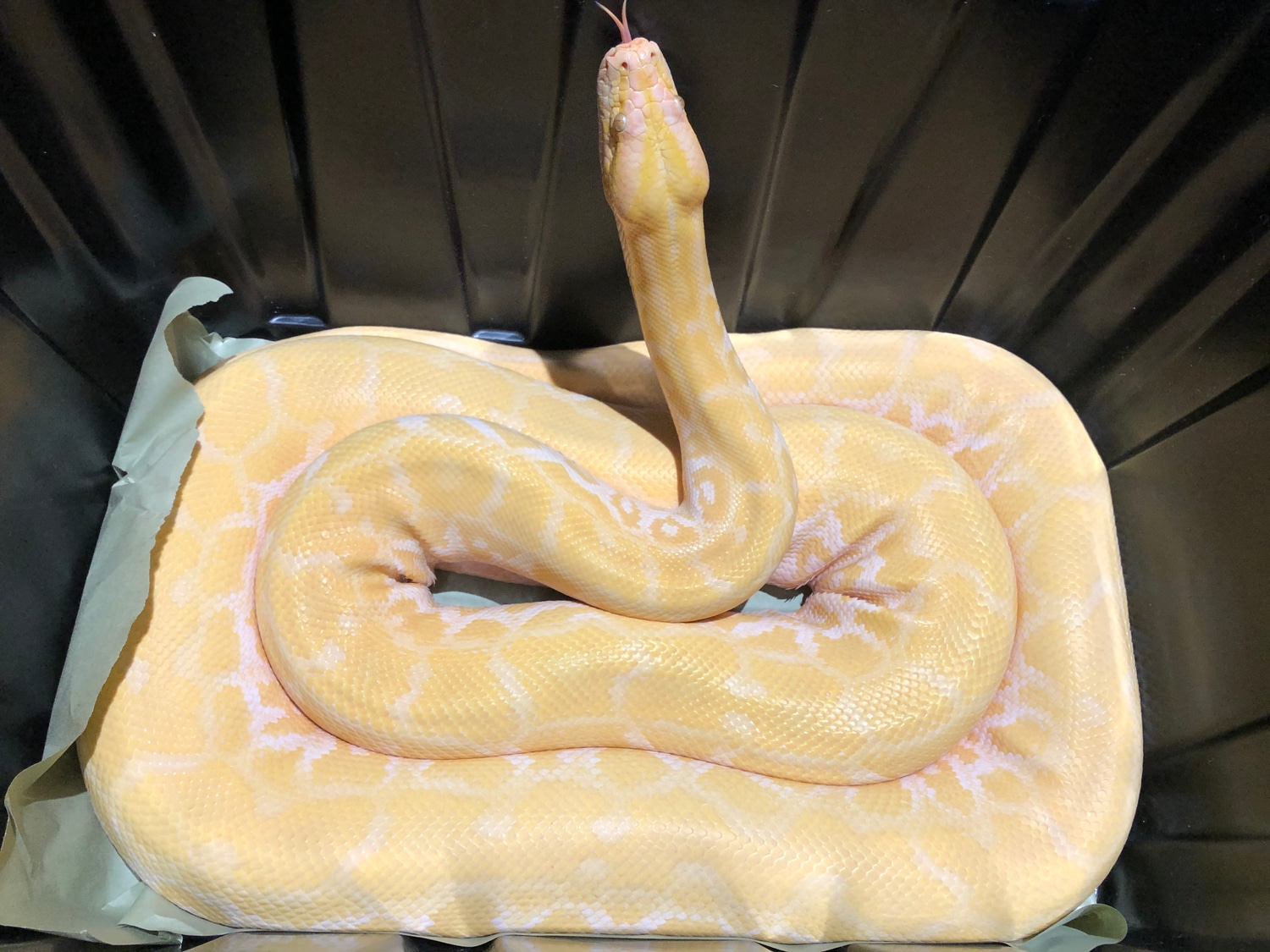 Adult Male - 2014 Pearl Double Het Labyrinth/Granite Phet Green Burmese ...