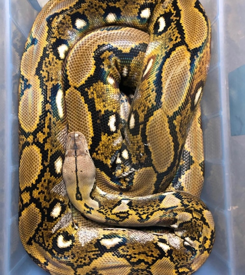 Adult Female 2014 Sunfire Het Genetic Stripe Reticulated Python by DCM ...