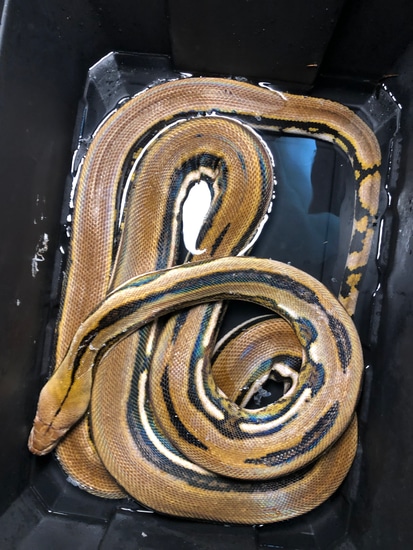 Tiger Dh Genetic Stripe/Ghost Phet Albino Reticulated Python by DCM ...