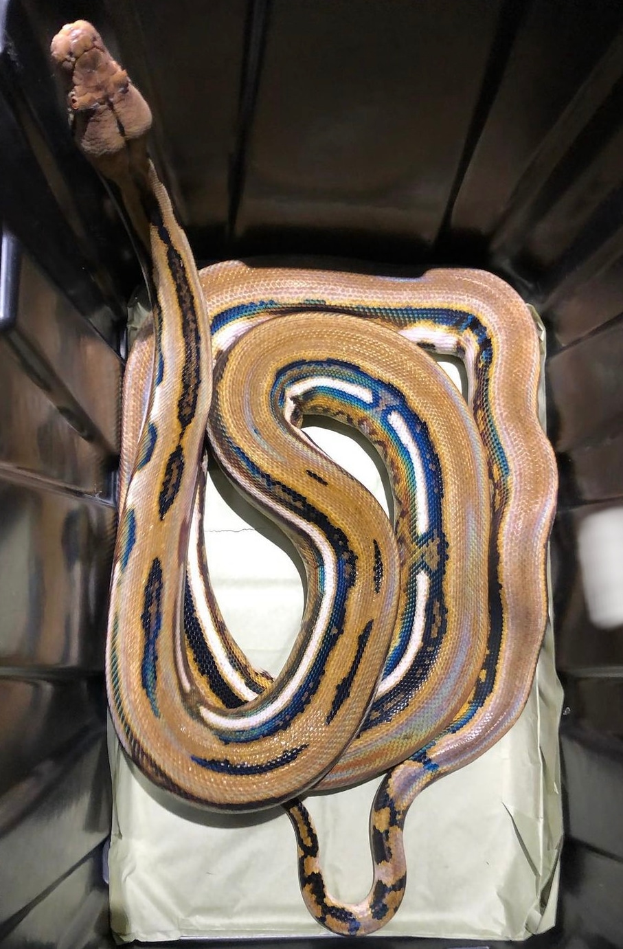 Tiger Dh Genetic Stripe/Ghost Phet Albino Reticulated Python by DCM ...