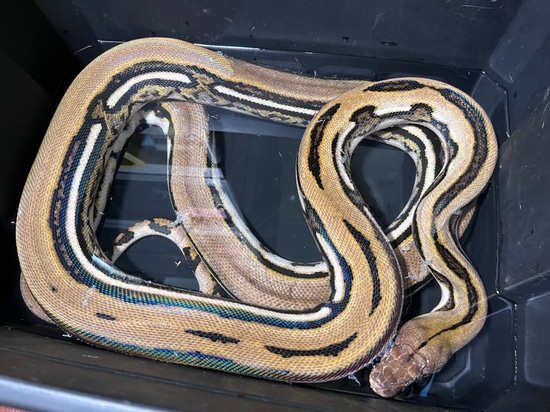 Tiger 100% Dh Genetic Stripe And Ghost 50% Phet Albino Reticulated ...