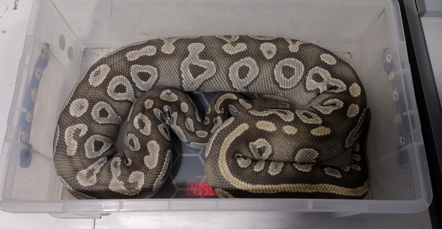 Mojave Ghost Ball Python by DC morphs - MorphMarket
