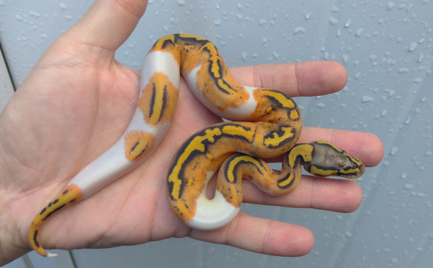 Pastel Ghost Pied Ball Python by DC morphs - MorphMarket