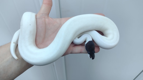 Panda Pied Ball Python by DC morphs