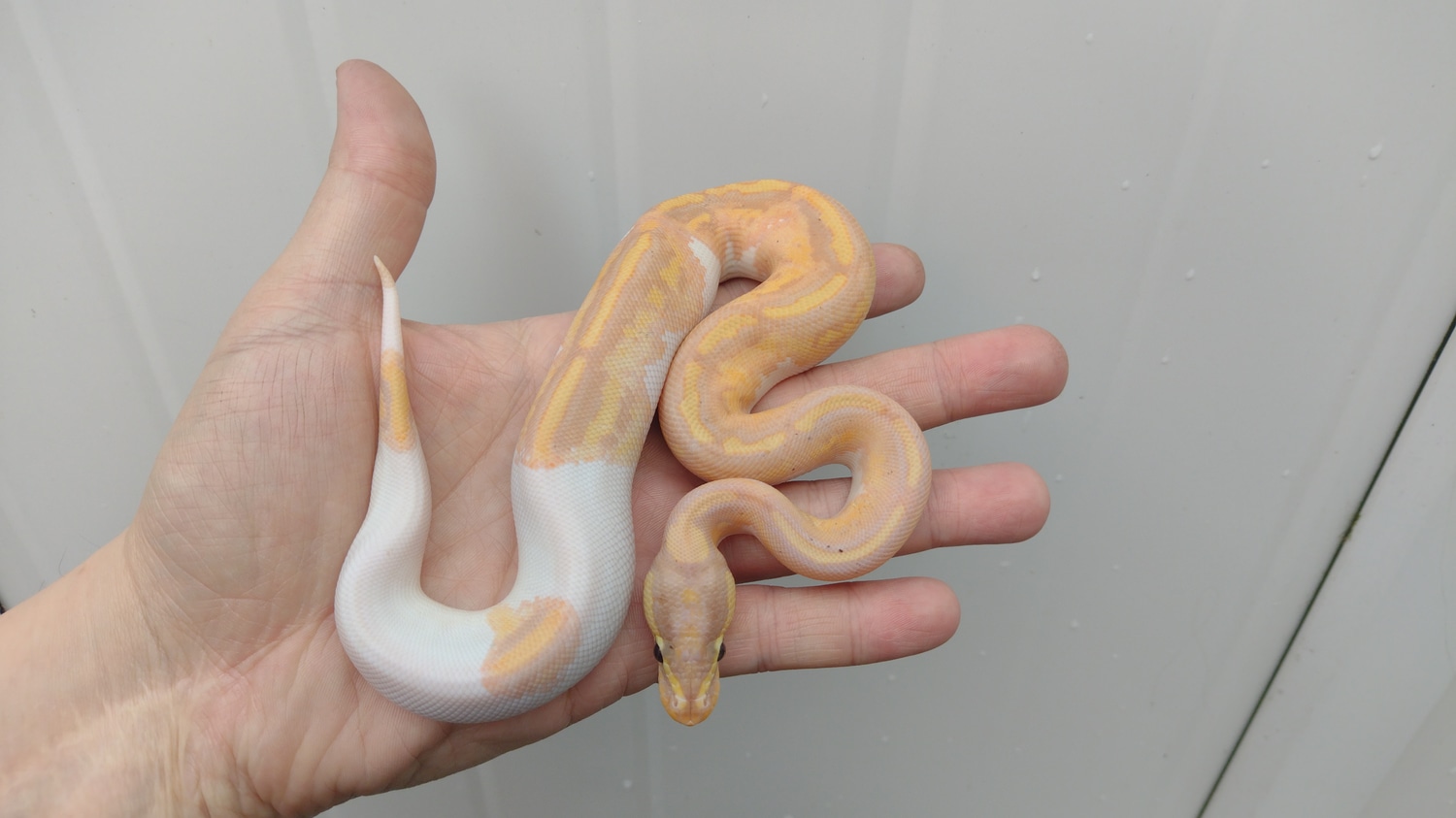 Banana Pied Poss Yellow Belly Ball Python by DC morphs - MorphMarket