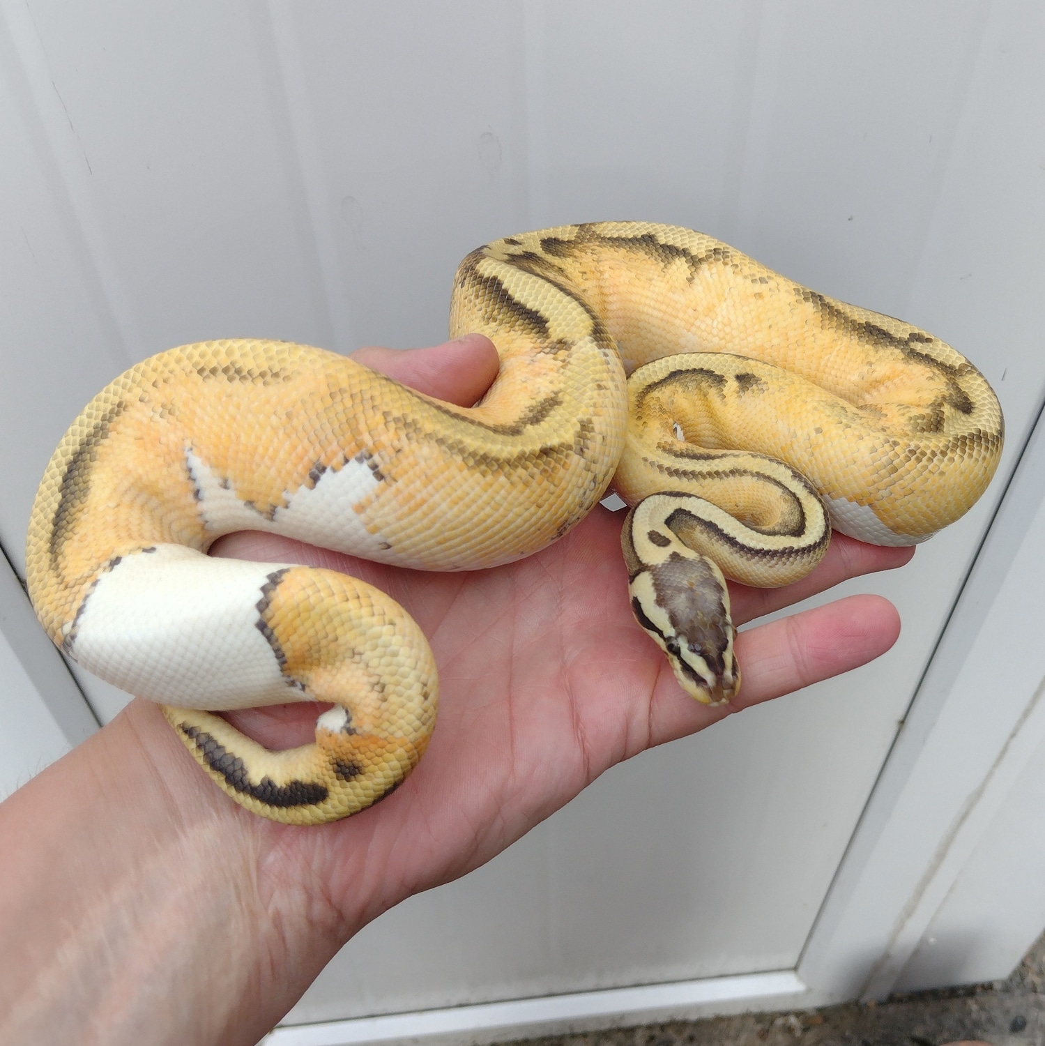 Pastel Ghost Pied Ball Python by DC morphs - MorphMarket