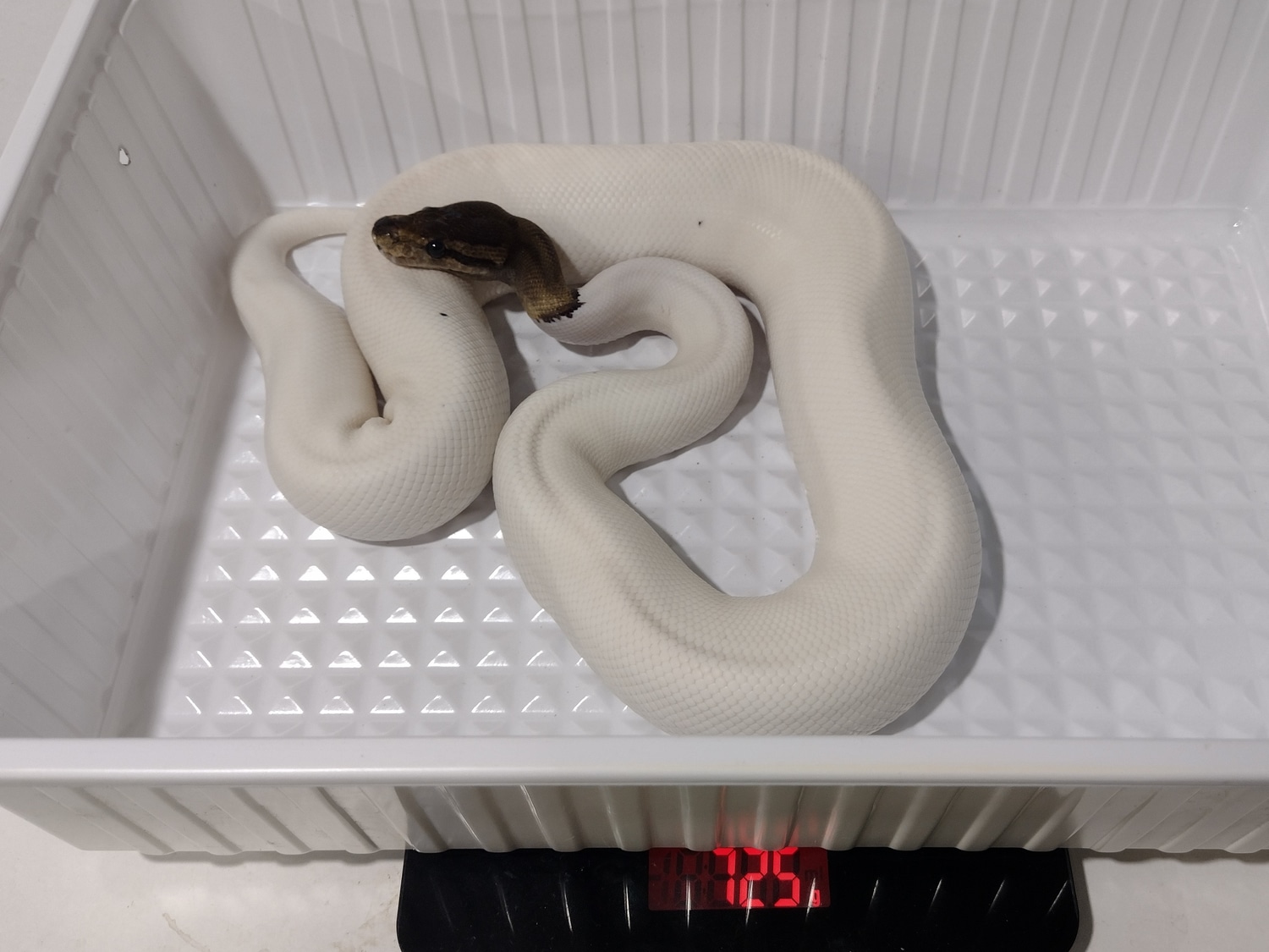 Black Pastel Pied Ball Python by DC morphs - MorphMarket