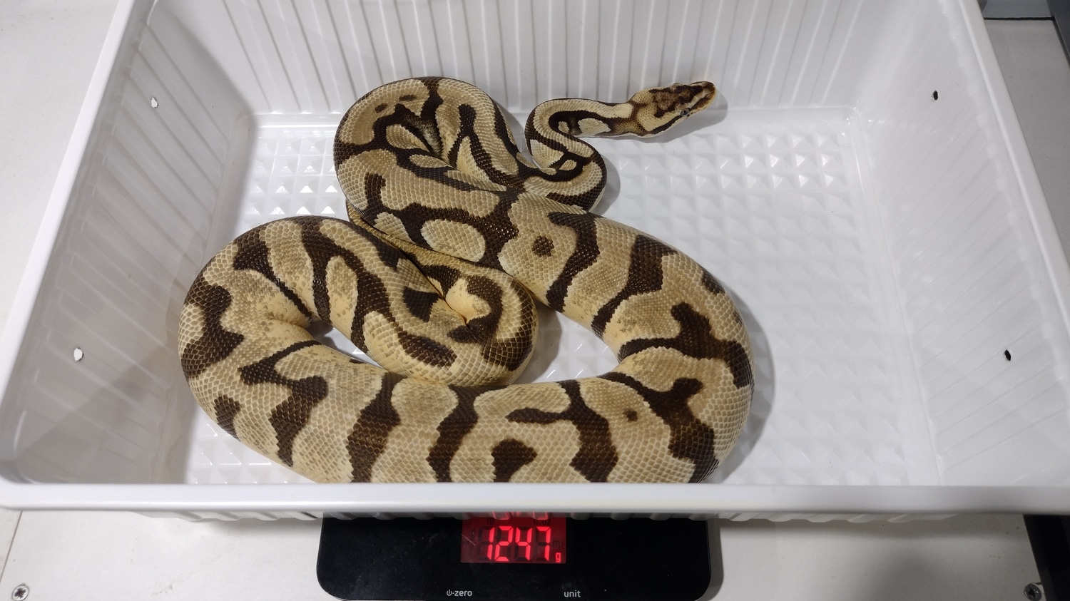 Pastel Enchi 100% Het Pied 100% Het Ghost Ball Python by DC morphs ...