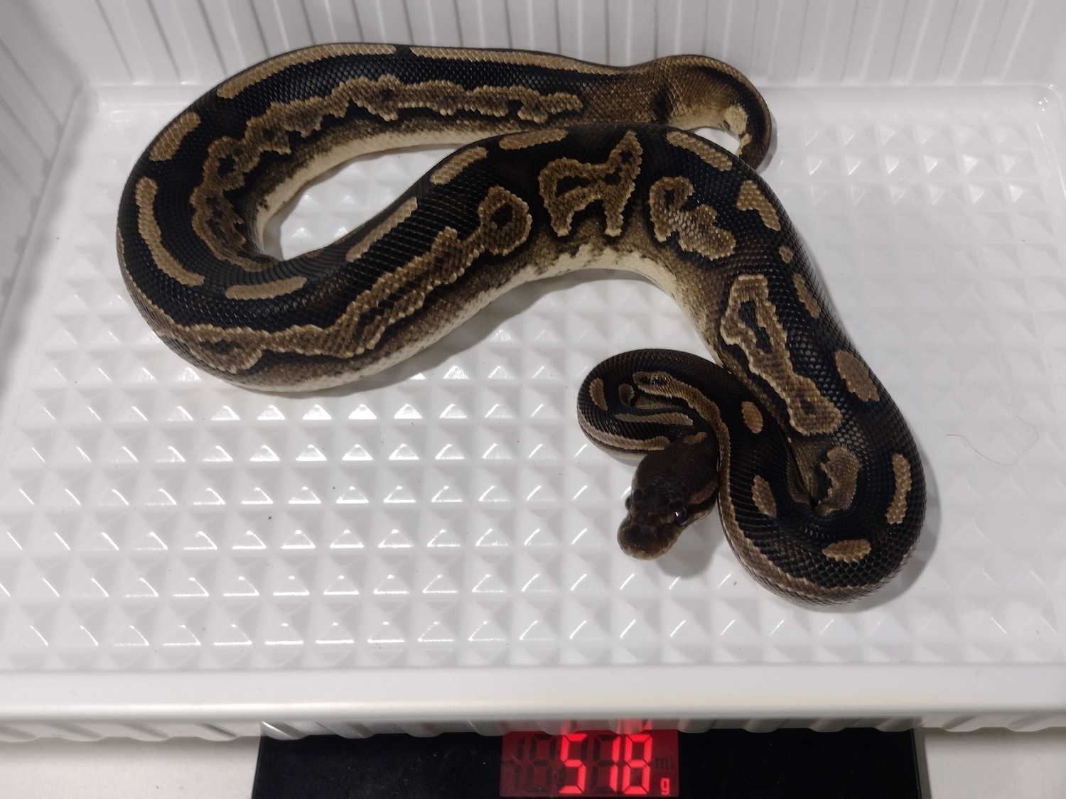 Black Pastel 100% Het Pied 100% Het Ghost Ball Python by DC morphs ...