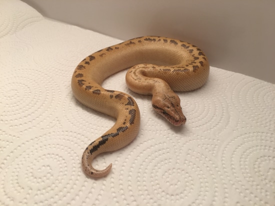 Ivory Blood Python by DCO Reptiles