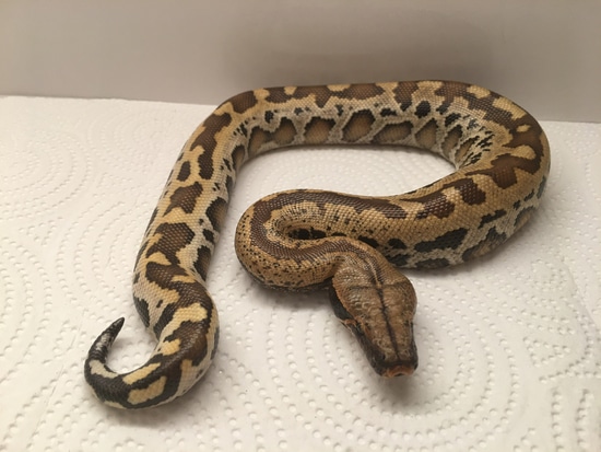 Matrix Blood Python Female 2023 by DCO Reptiles