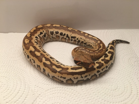 Matrix Blood Python by DCO Reptiles