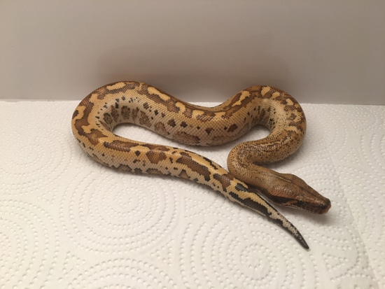 Matrix Blood Python by DCO Reptiles