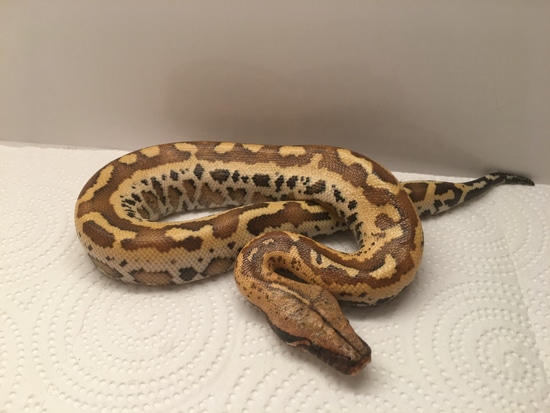 Matrix Blood Python by DCO Reptiles