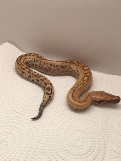 Matrix Blood Python by DCO Reptiles