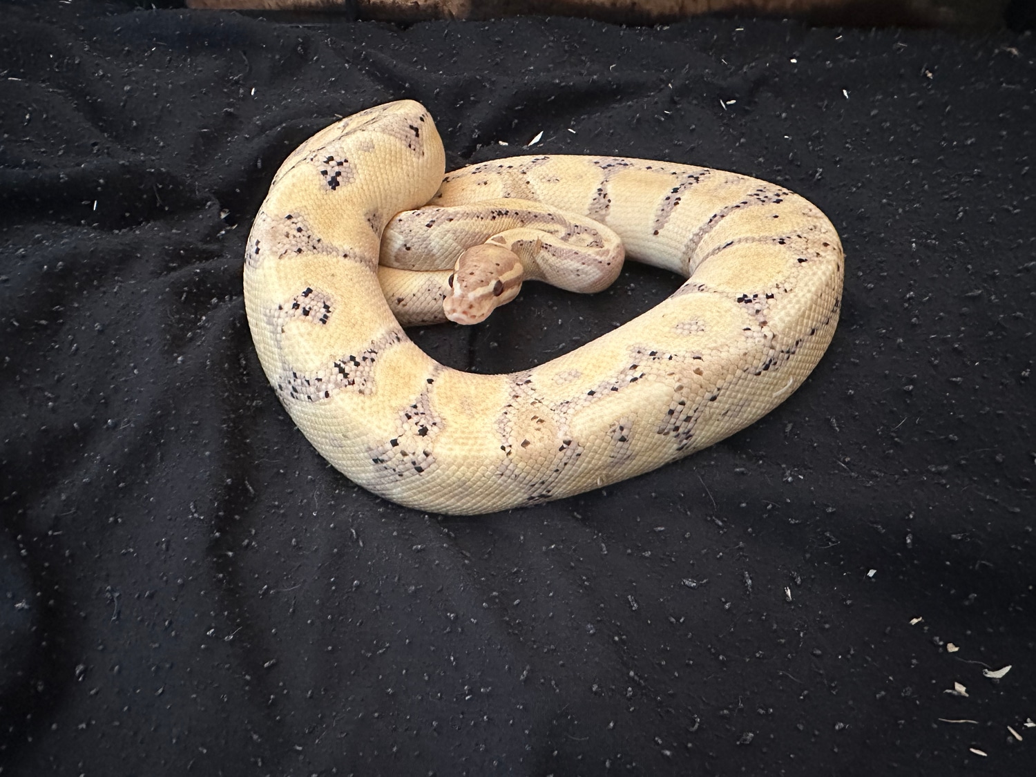 Banana Het Pied Ball Python by Dcpythons - MorphMarket