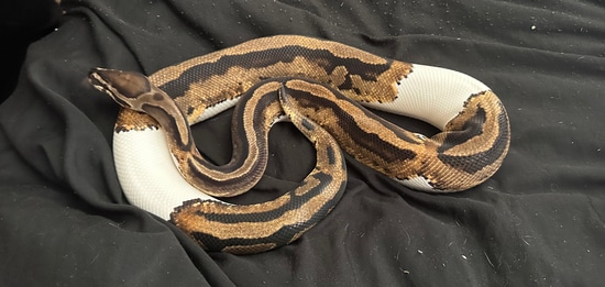 Pied Proven Breed Ball Python by Dcpythons