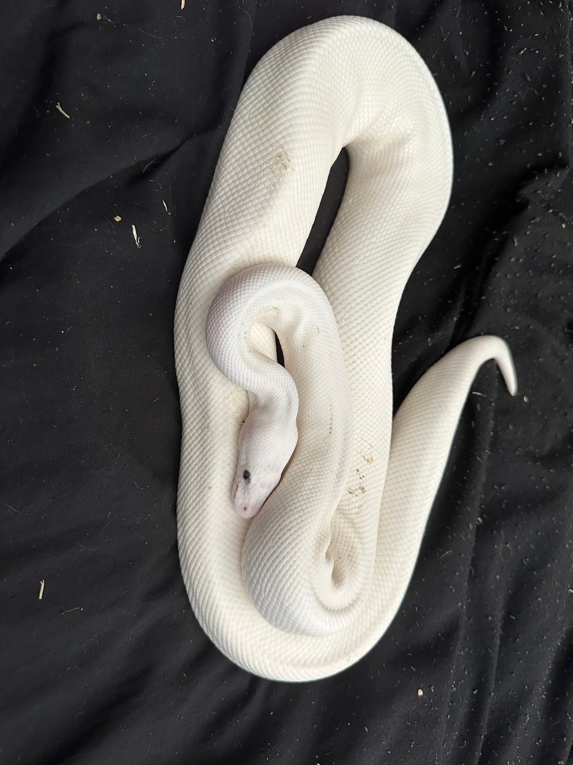 Proven Bell Spider (Just Laid Eggs) Ball Python by Dcpythons - MorphMarket