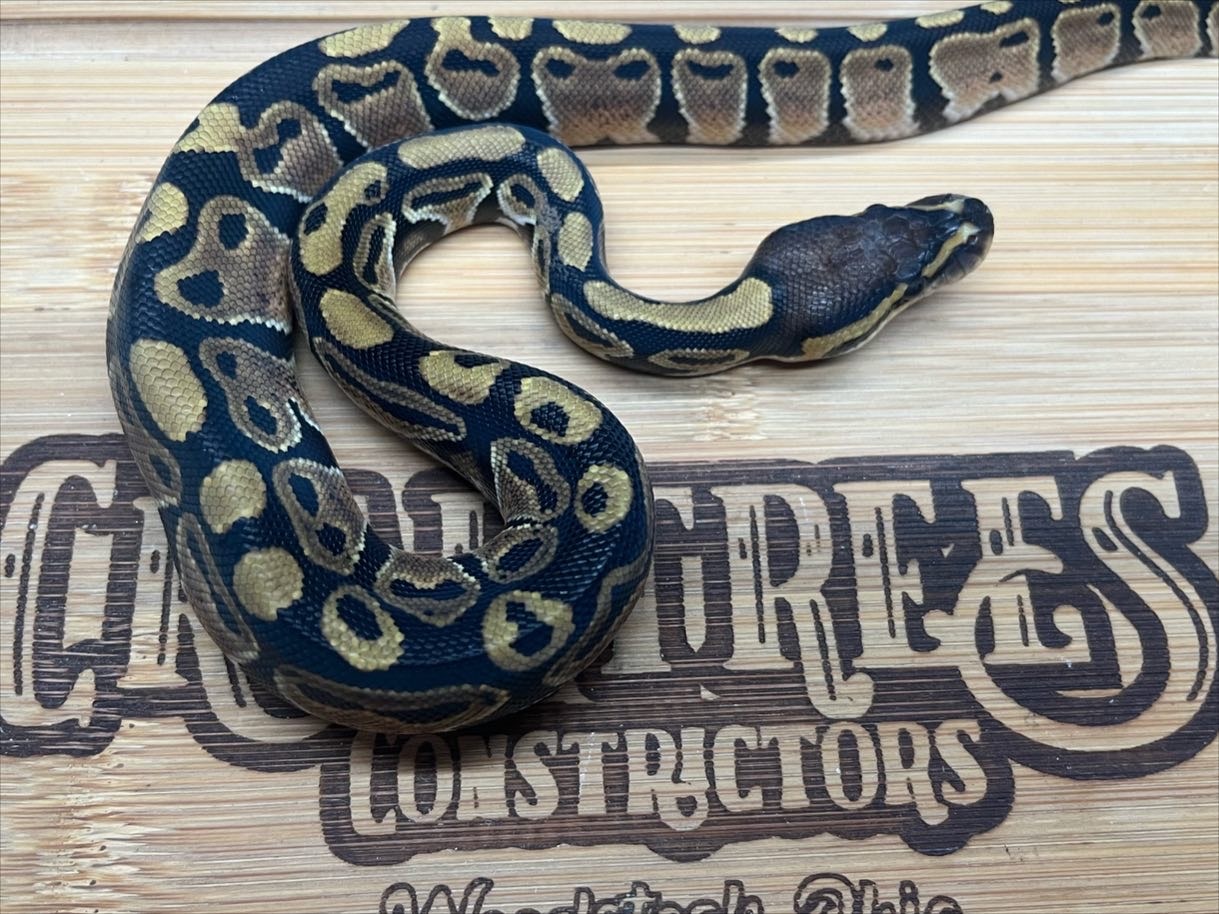 23 Het Tsk Axanthic Ball Python by Crabtrees Contrictors - MorphMarket