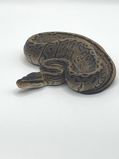 Black Pastel Cinnamon Pinstripe Ball Python by Crabtrees Contrictors
