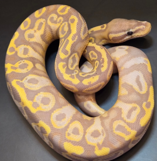 Banana Black Pastel/cinnamon Ball Python by Crabtrees Contrictors
