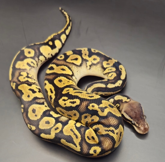 Mahogany Firefly Ball Python by Crabtrees Contrictors