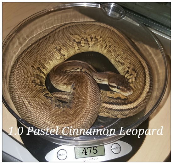 Pastel Cinnamon Leopard Ball Python by Twisted Genetics Pythons LLC