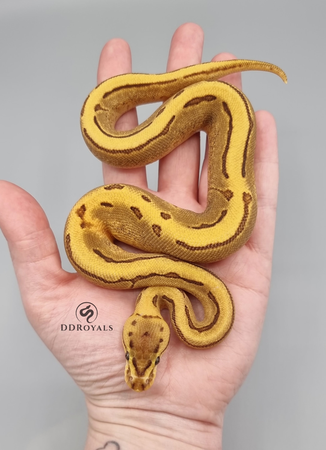 Enchi Fire Pinstripe Het Pied Ball Python by D D Royals - MorphMarket